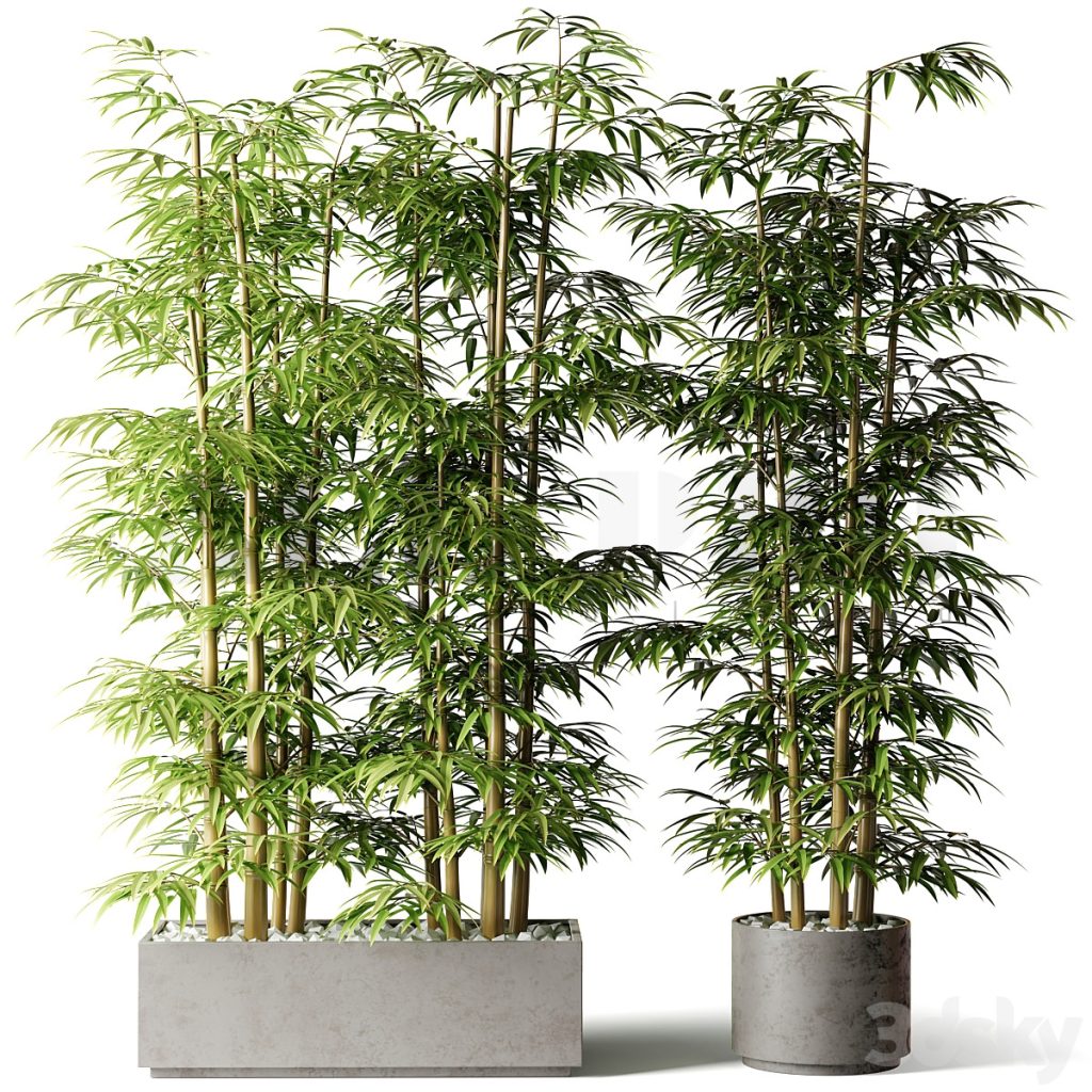 Bamboo in rectangular and round pots – All Pro Land